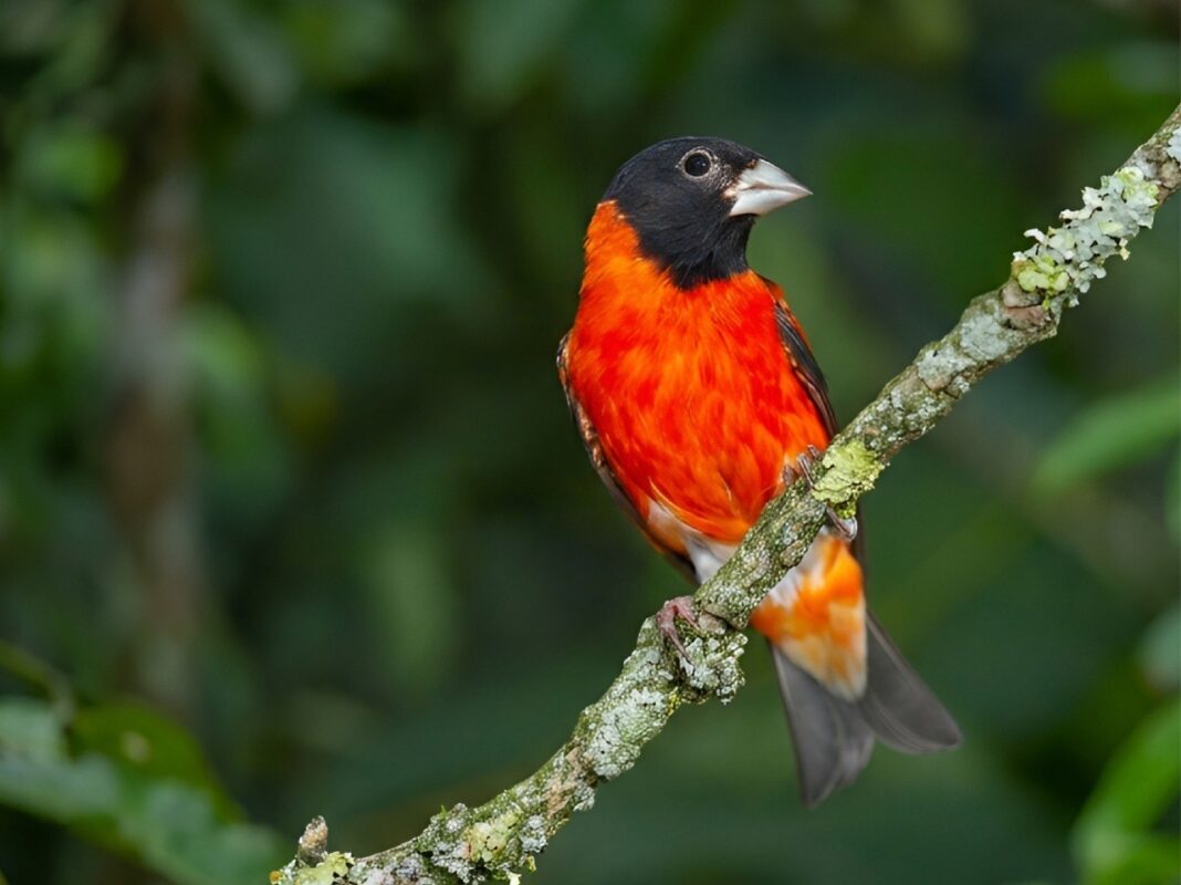 El Cardenalito es oficialmente la especie más amenazada de Venezuela ...