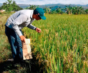 Histórica cosecha de 6.000 kg de arroz consolida la producción en Apure ...